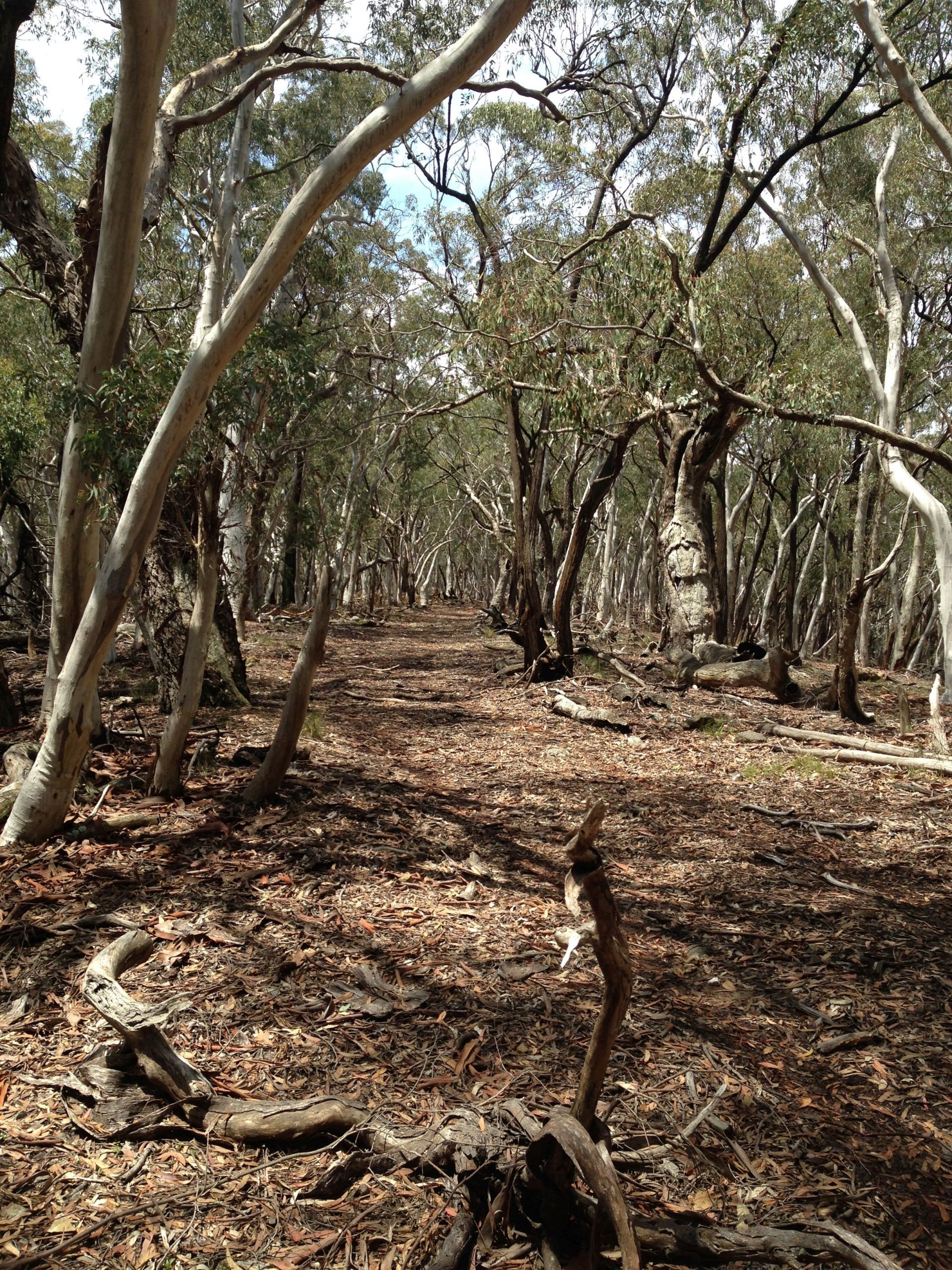 Spring Gully | Minrex Resources